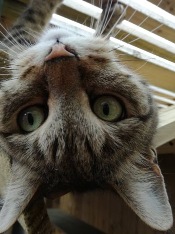 ipkitty - What is my IP address?